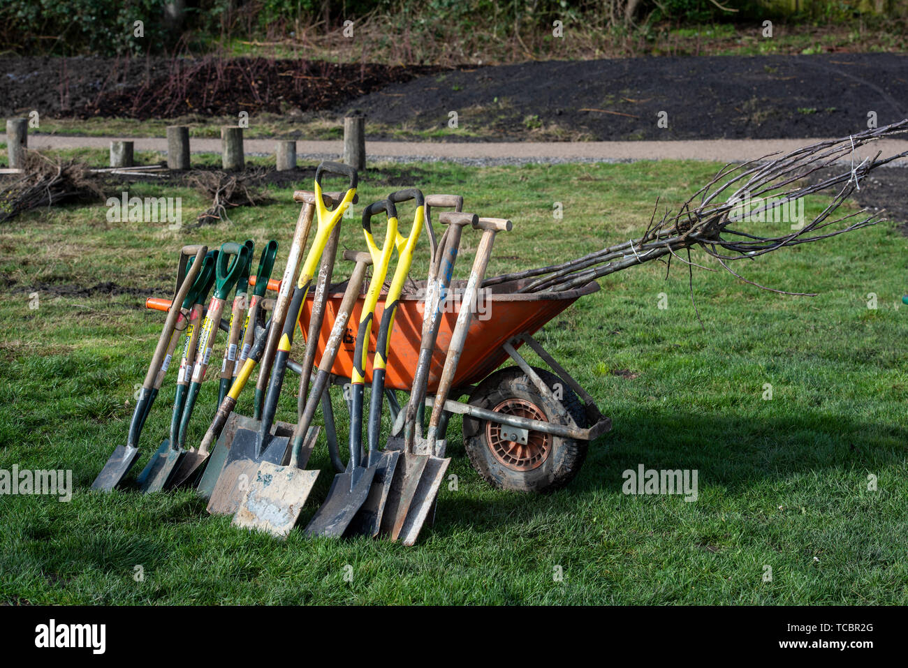 Spades all prepared for tree planting with wheelbarrow Stock Photo - Alamy
