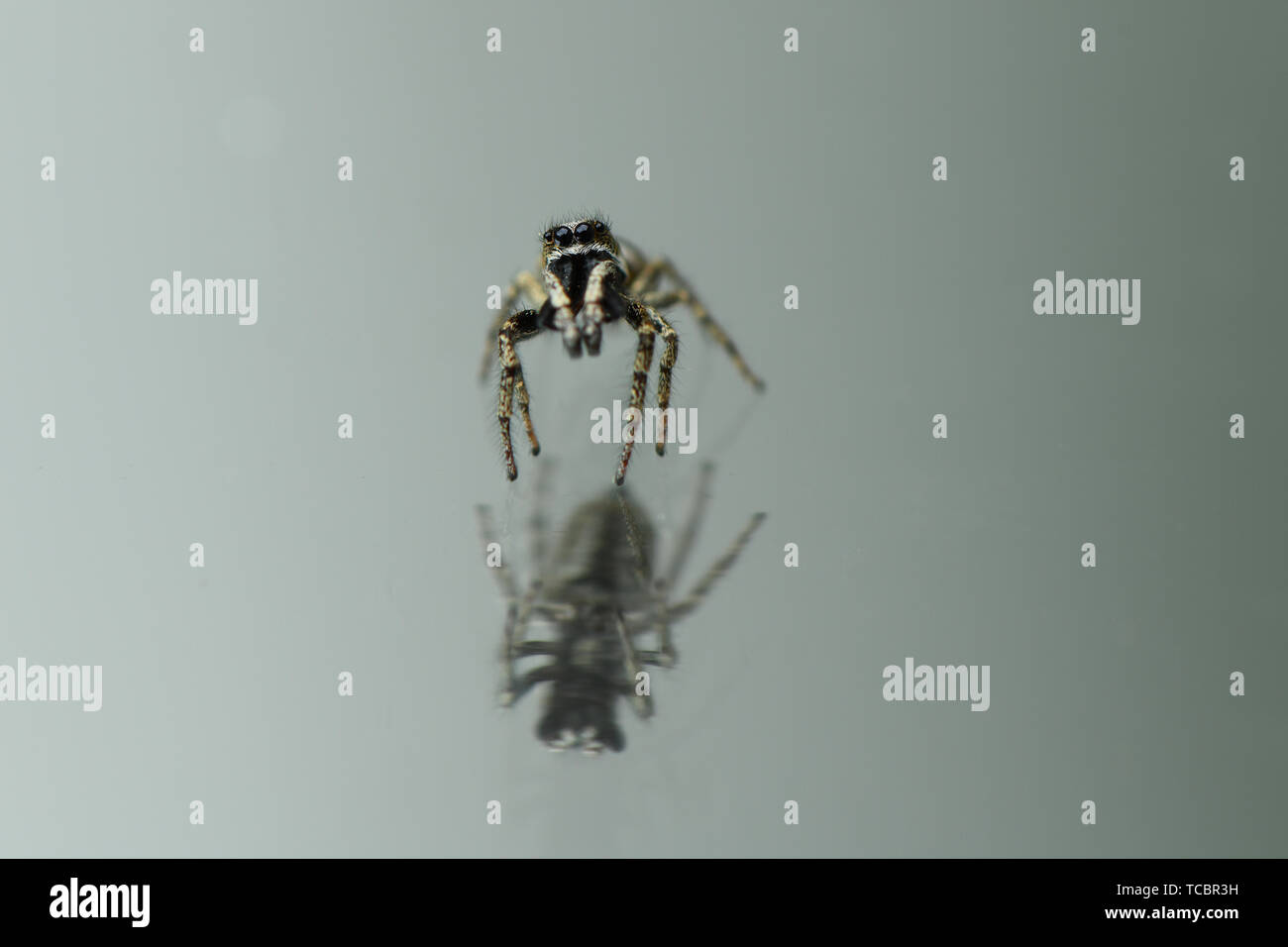Jumping Spider (Salticus scenicus) on mirror background. High ...