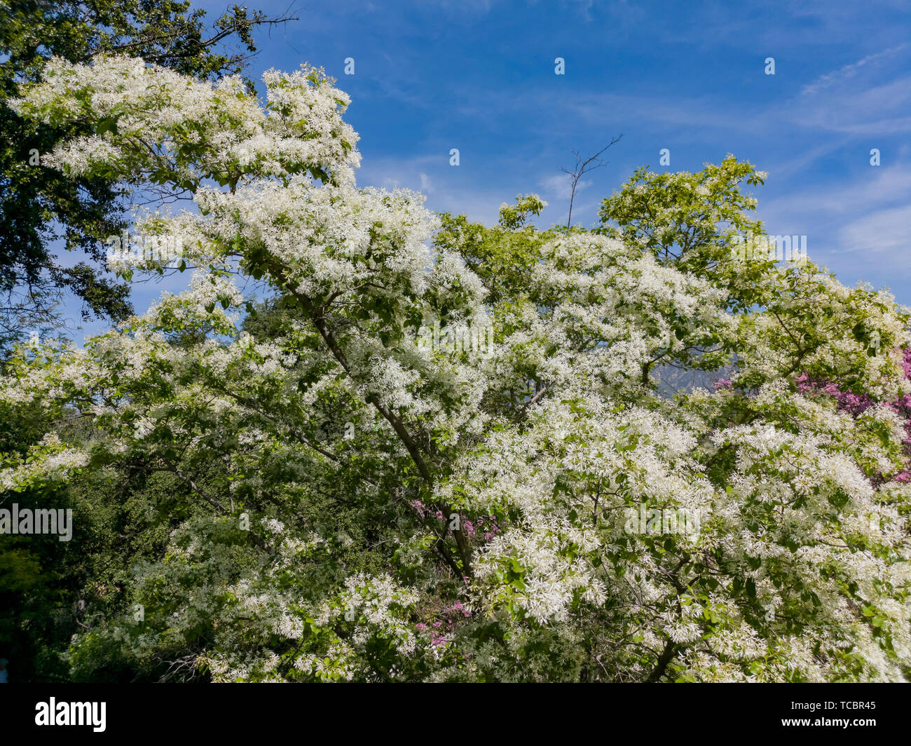 White fringetree hi-res stock photography and images - Alamy