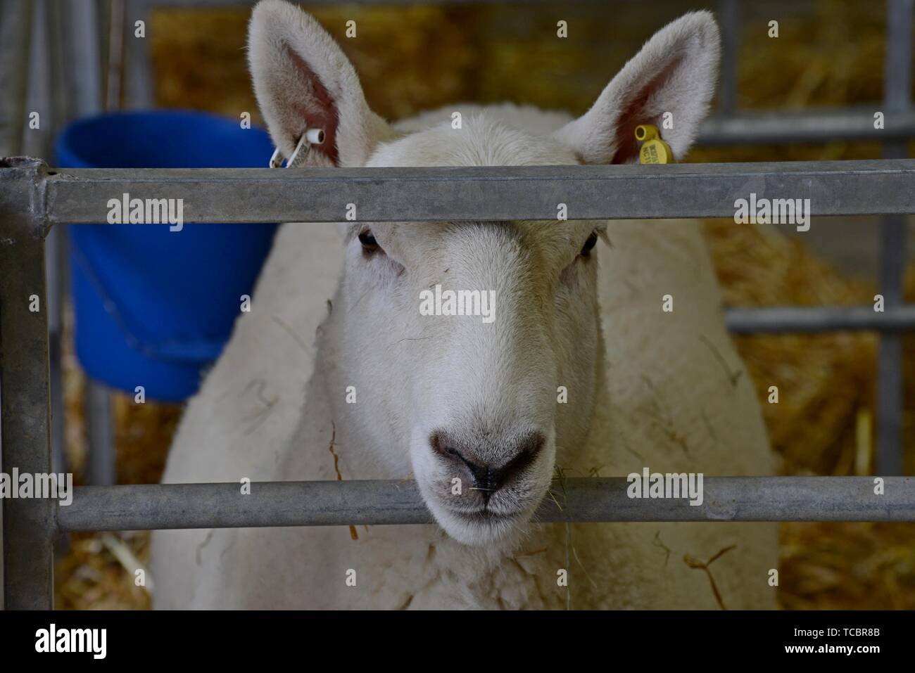 A Cheviot sheep looks through the bars of its pen at the Royal Welsh ...
