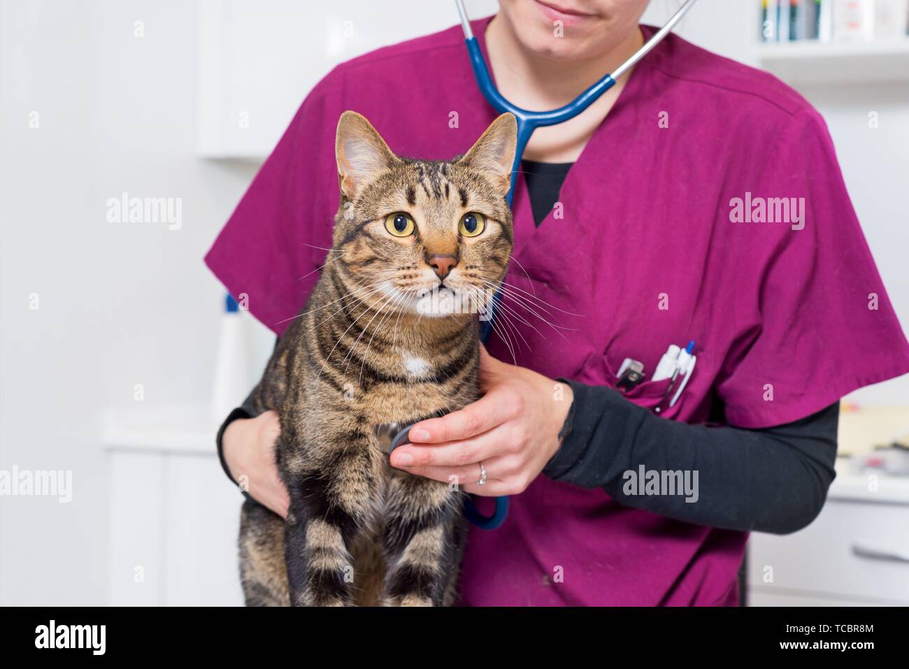Doctor animal hi-res stock photography and images - Alamy