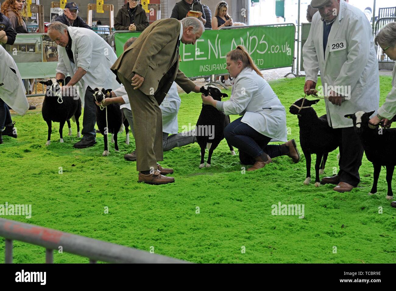 Torwen Welsh mountain "badger face" sheep being judged at the Royal ...