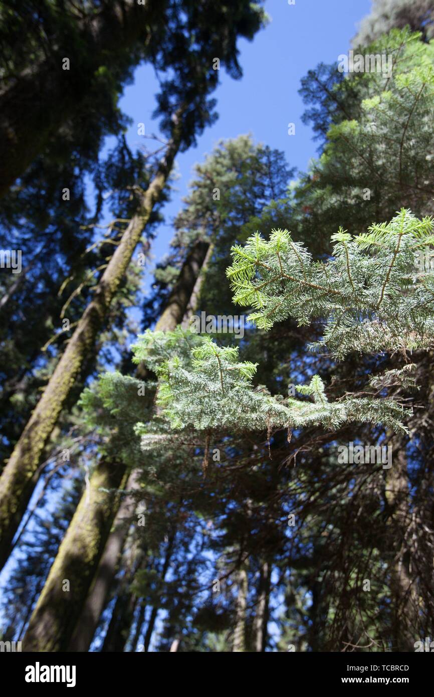 Giant sequoia tree in mariposa hi-res stock photography and images - Alamy