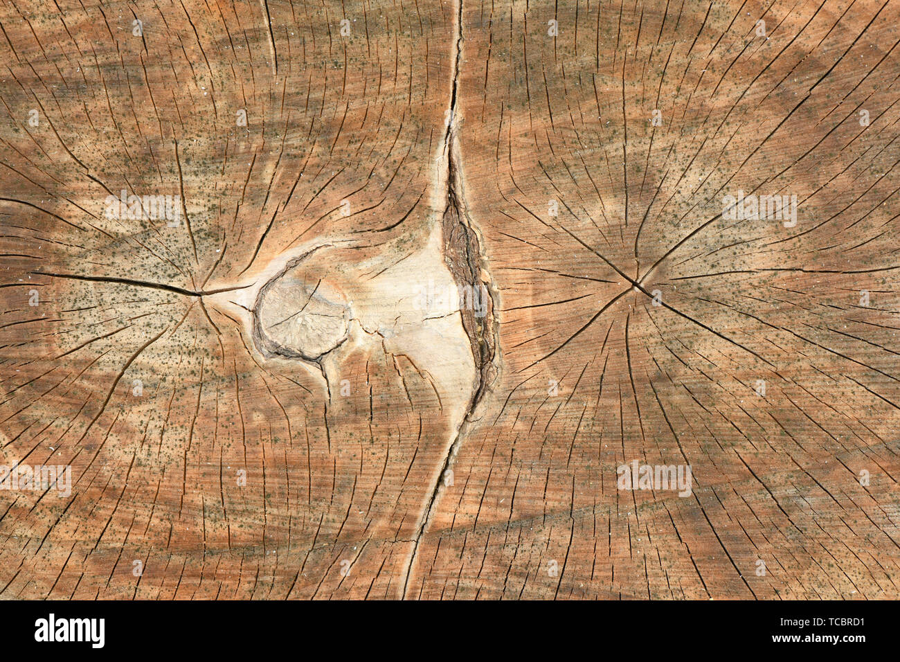 Top view of the surface of the fresh stump with annual rings closeup ...