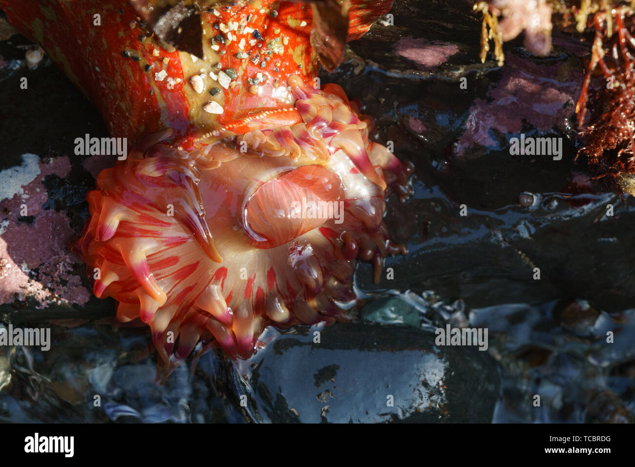 Red sea anemone hi-res stock photography and images - Alamy