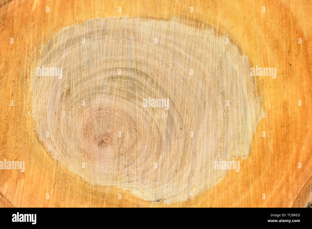 Top view of the surface of the fresh stump with annual rings closeup ...