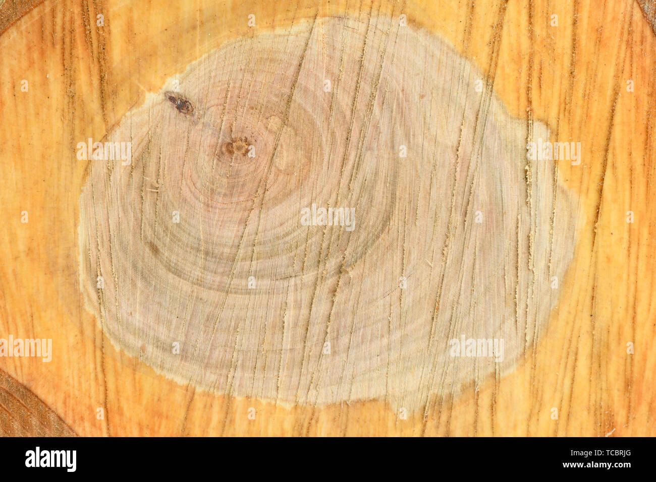 Top view of the surface of the fresh stump with annual rings closeup ...