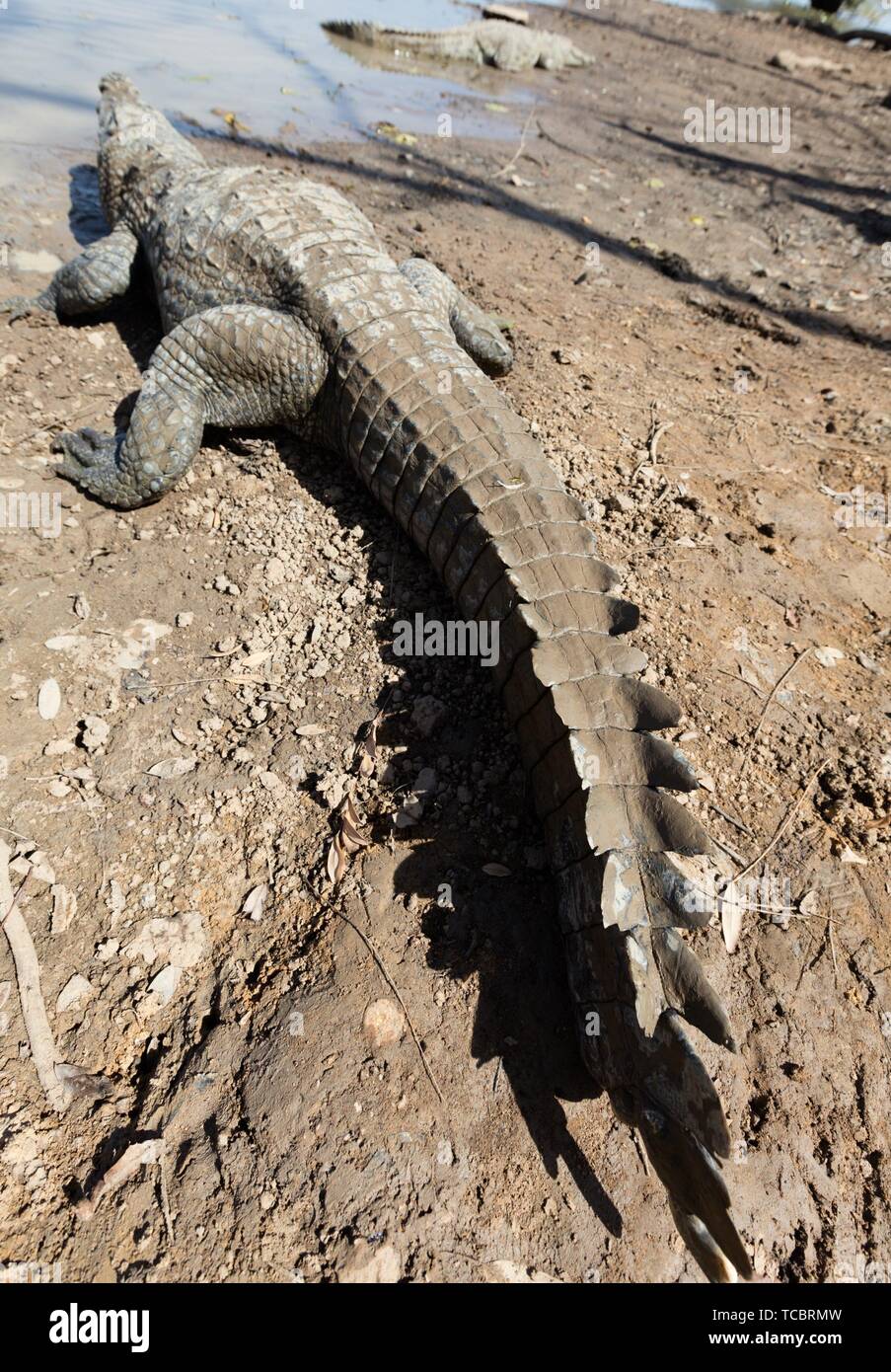 The Big Croc High Resolution Stock Photography and Images - Alamy