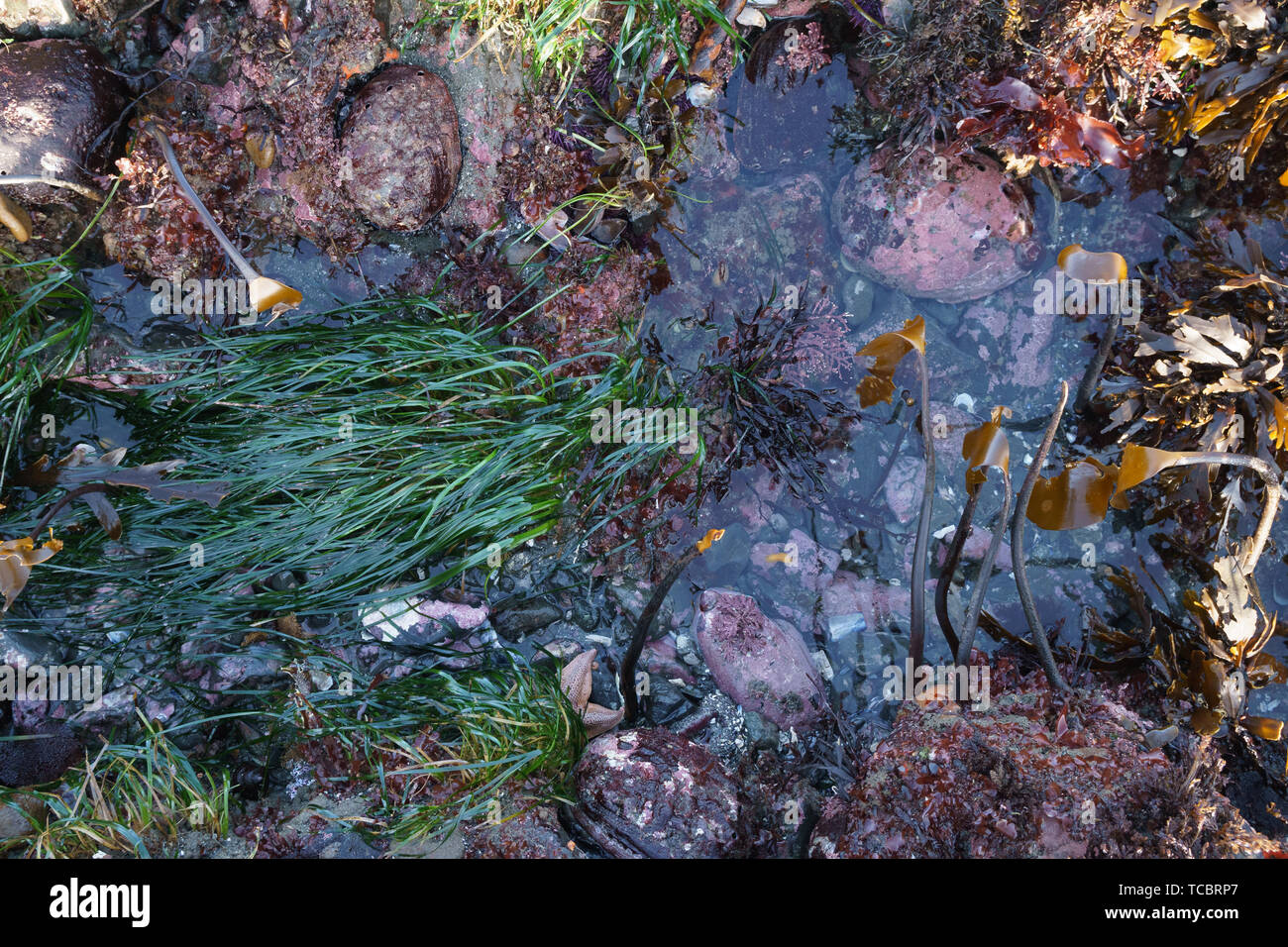 Tide Pool Ecosystem High Resolution Stock Photography and Images - Alamy