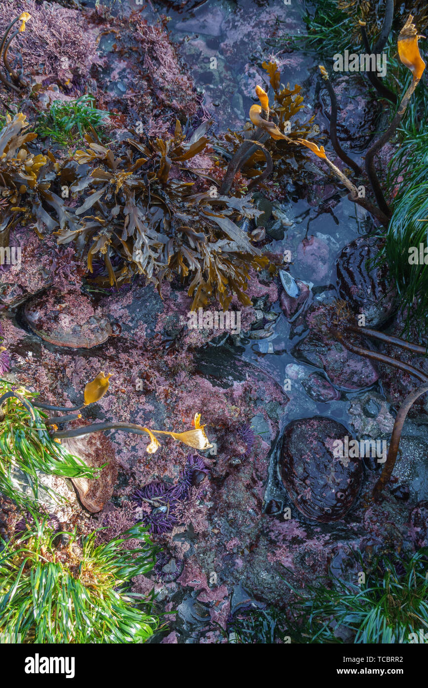 Tide pool ecosystem Stock Photo - Alamy