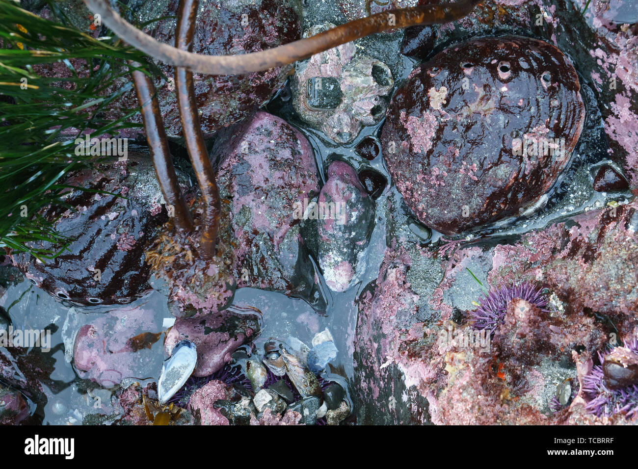 Tide pool ecosystem Stock Photo - Alamy