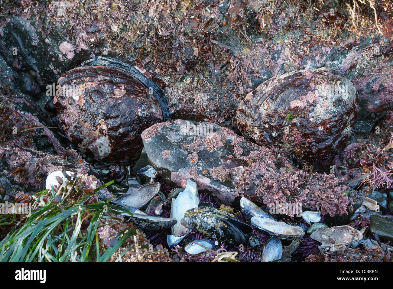 Tide pool ecosystem hi-res stock photography and images - Alamy