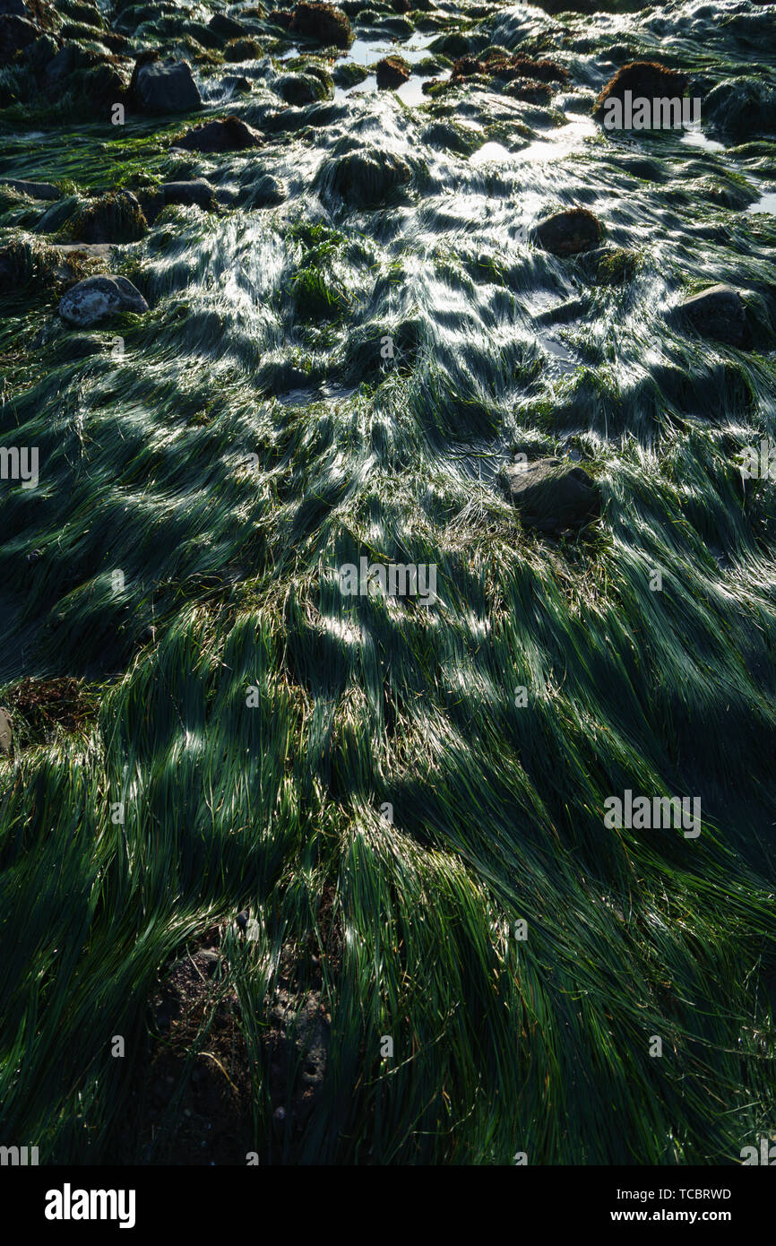 Surf grass hi-res stock photography and images - Alamy