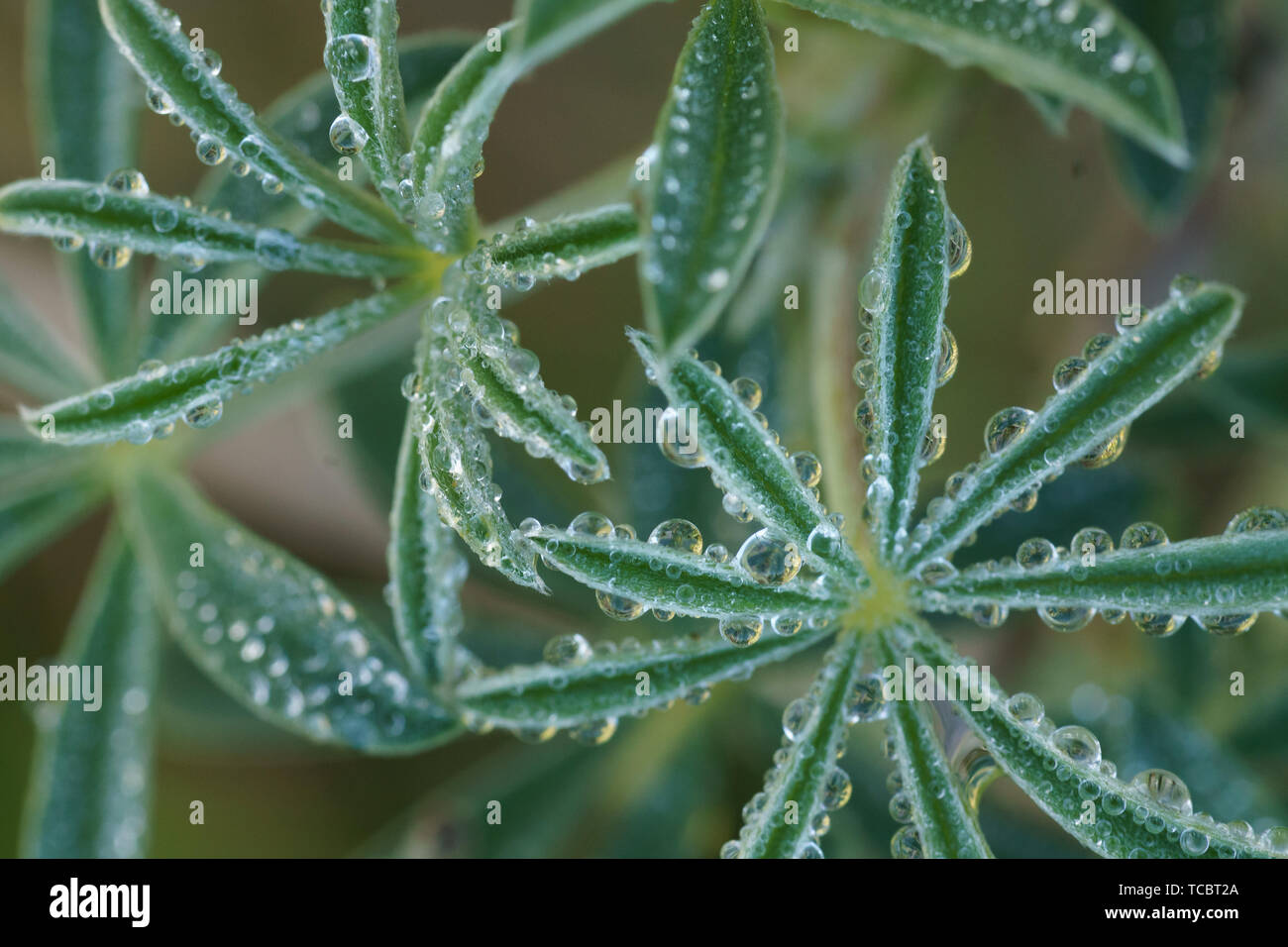 Dew drops on plant Stock Photo - Alamy