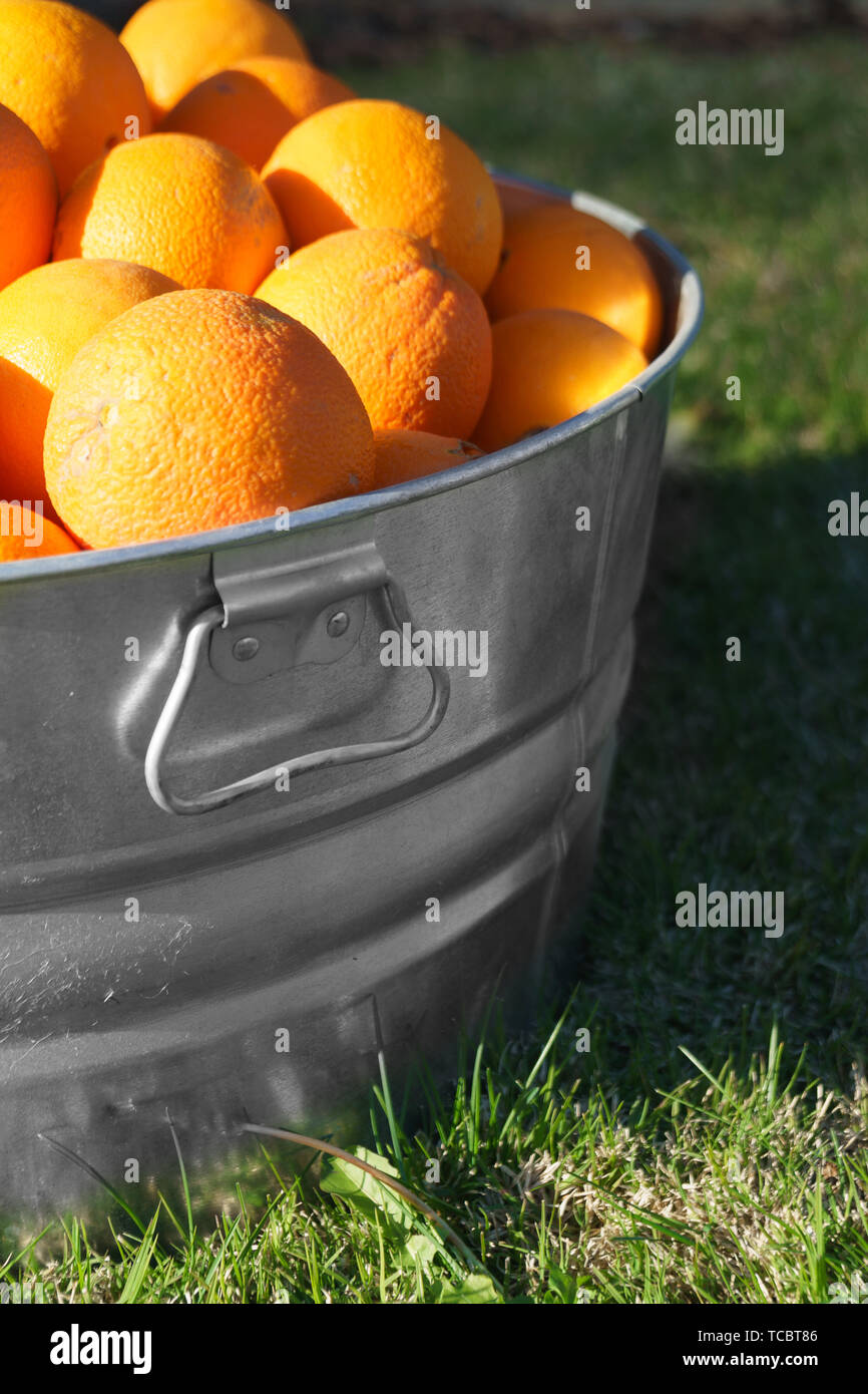 Oranges in Galvanized Metal Tub Stock Photo - Alamy