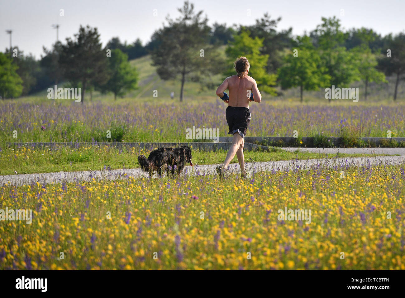 Jogger, man jogging with his dog in the green.Jogger, recreational ...