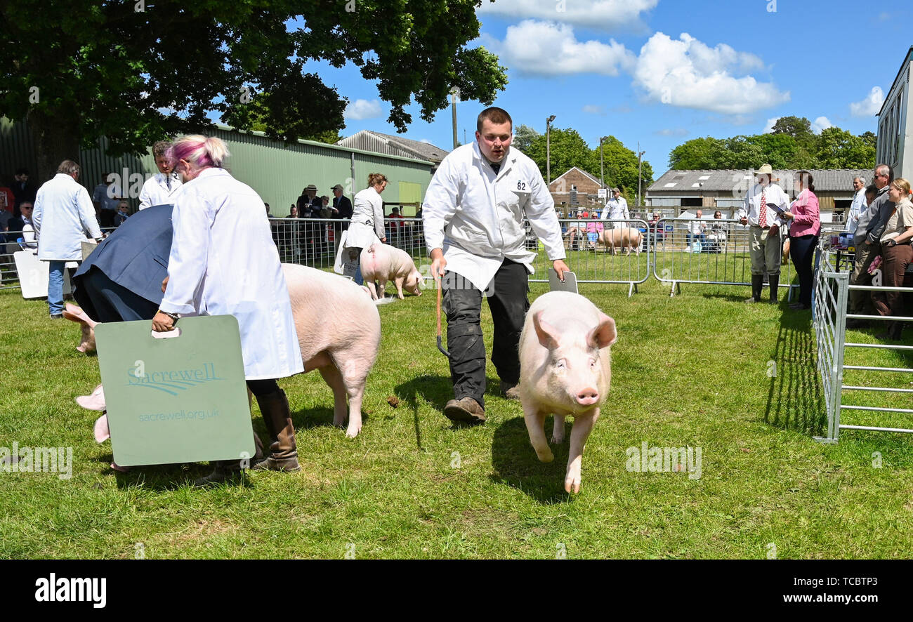 English white pigs hi-res stock photography and images - Alamy