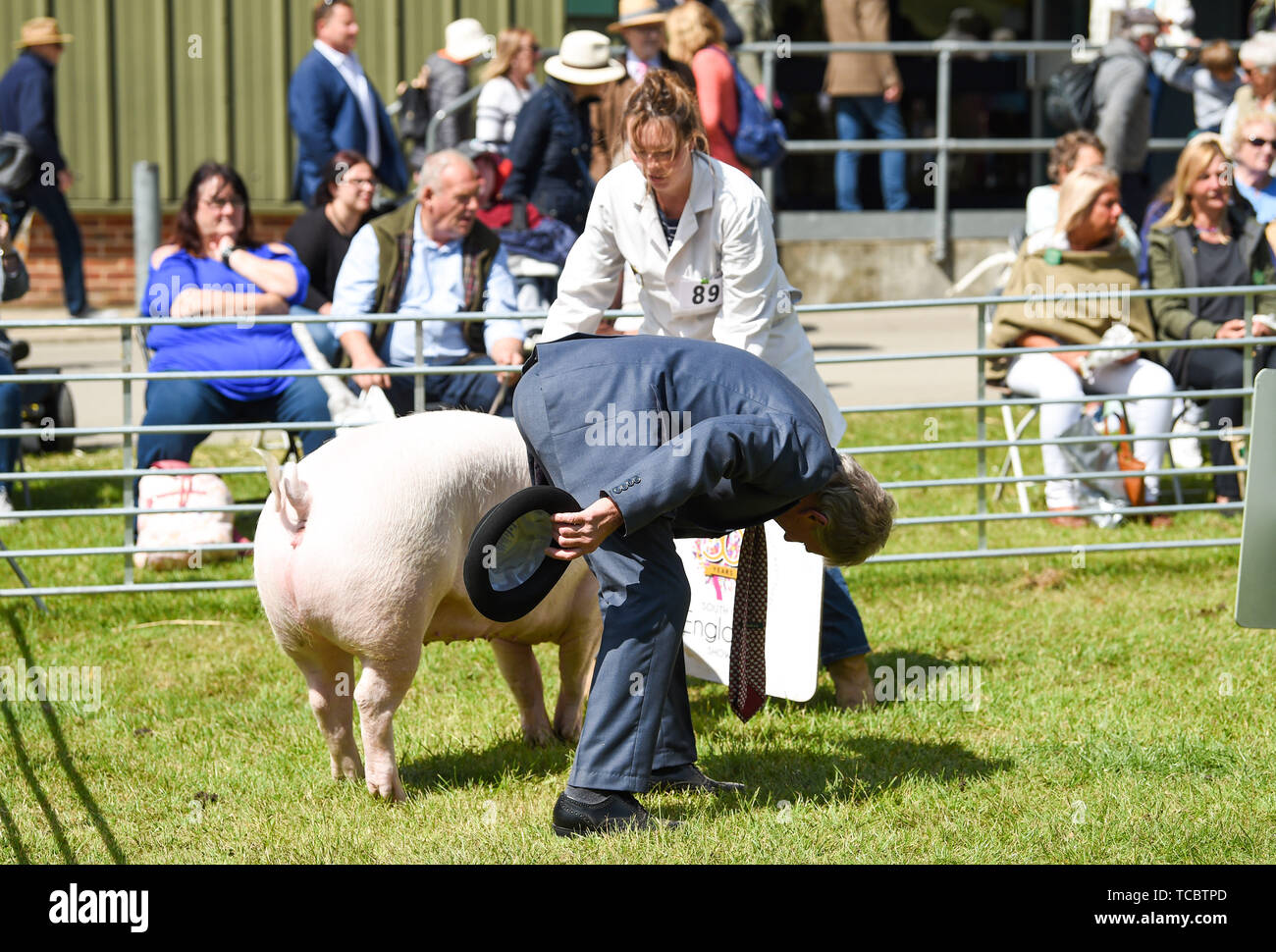 Best in show pigs hi-res stock photography and images - Alamy