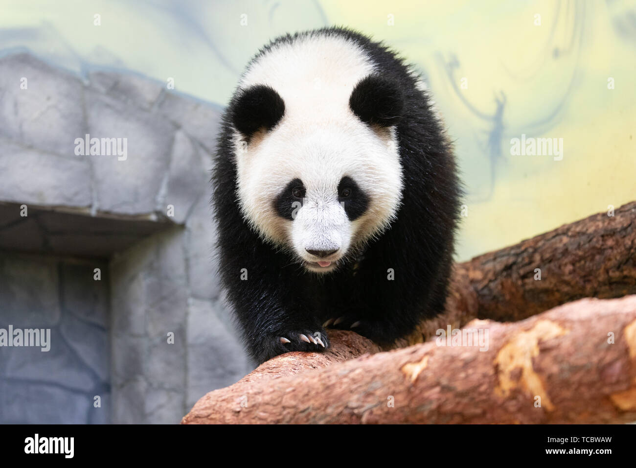 Moscow. 4th June, 2019. Photo taken on June 4, 2019 shows the giant ...