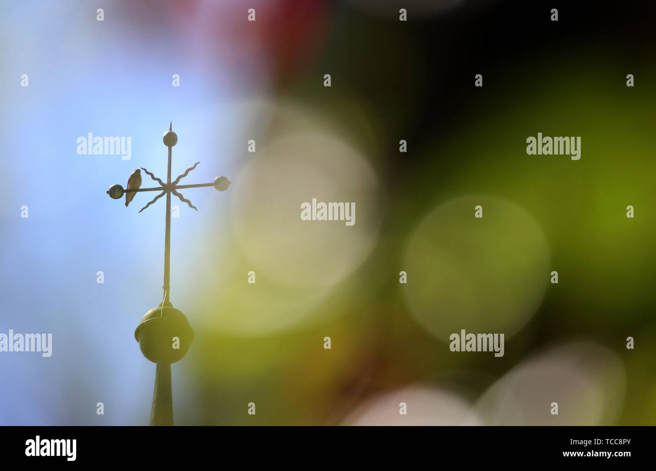 Kaufbeuren, Germany. 07th June, 2019. Behind a rose bush, a kestrel ...