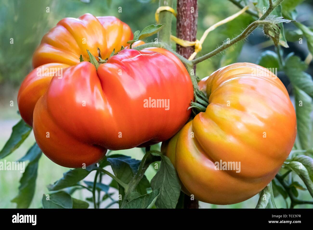 Wrinkled tomato hi-res stock photography and images - Alamy