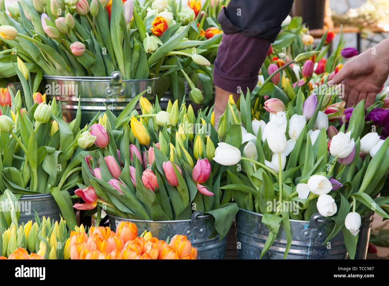 Spring tulip display hi-res stock photography and images - Alamy