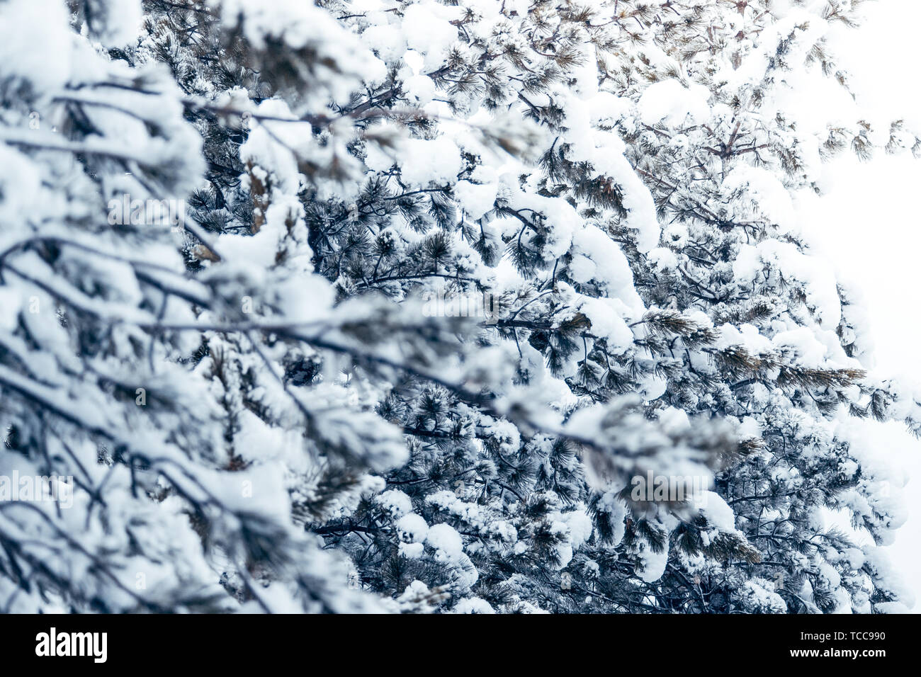 Pines with snow hi-res stock photography and images - Alamy