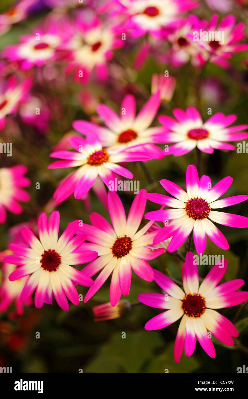 Cineraria flower hi-res stock photography and images - Alamy