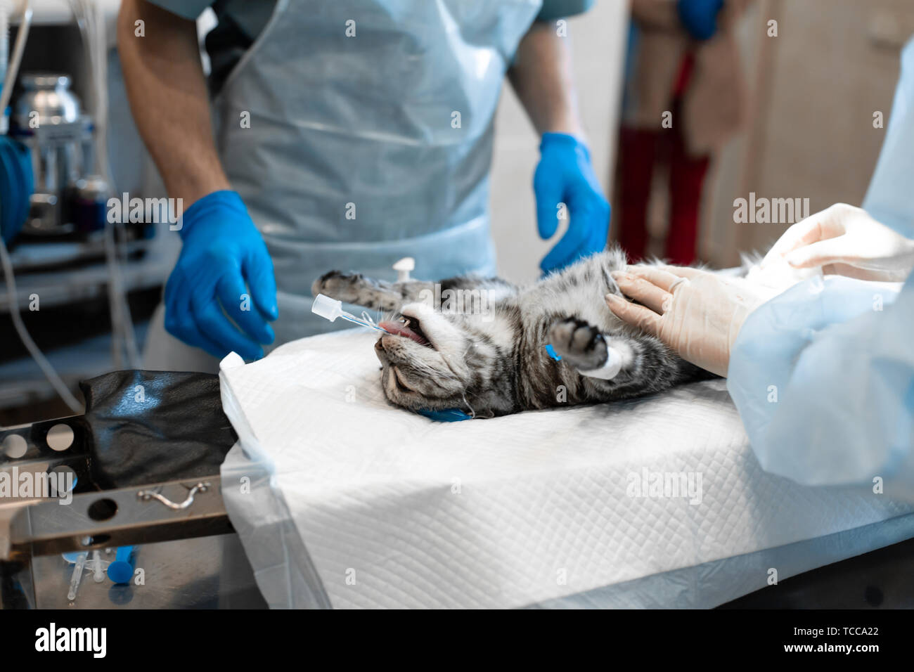 cat under general anesthesia on the operating table. Pet surgery Stock ...