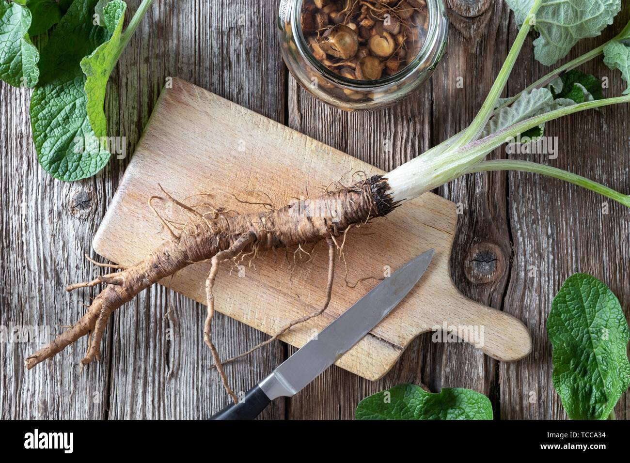 Root of burdock hi-res stock photography and images - Alamy