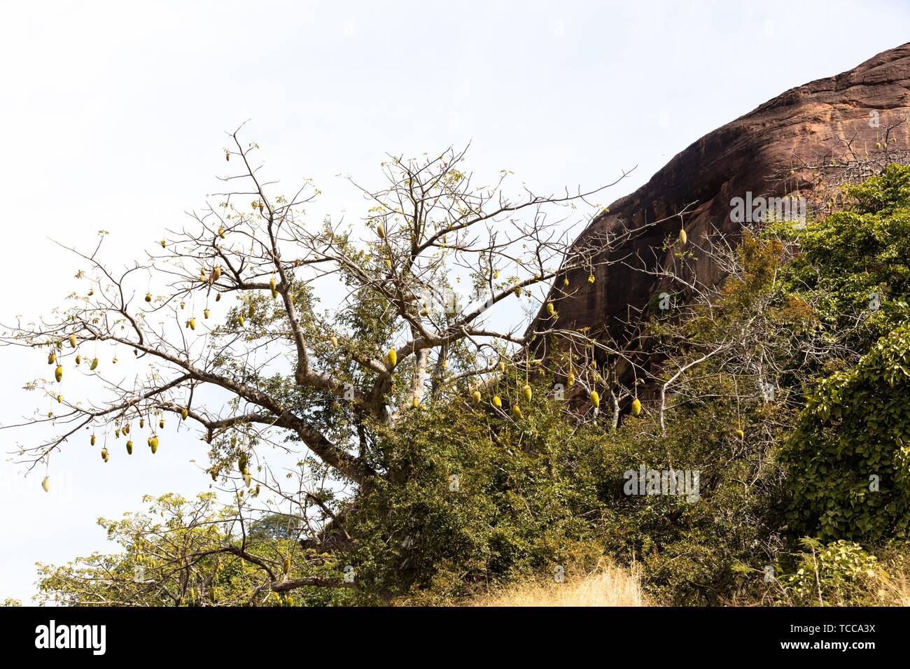 Breadfruit tree with fruit artocarpus altilis hi-res stock photography ...