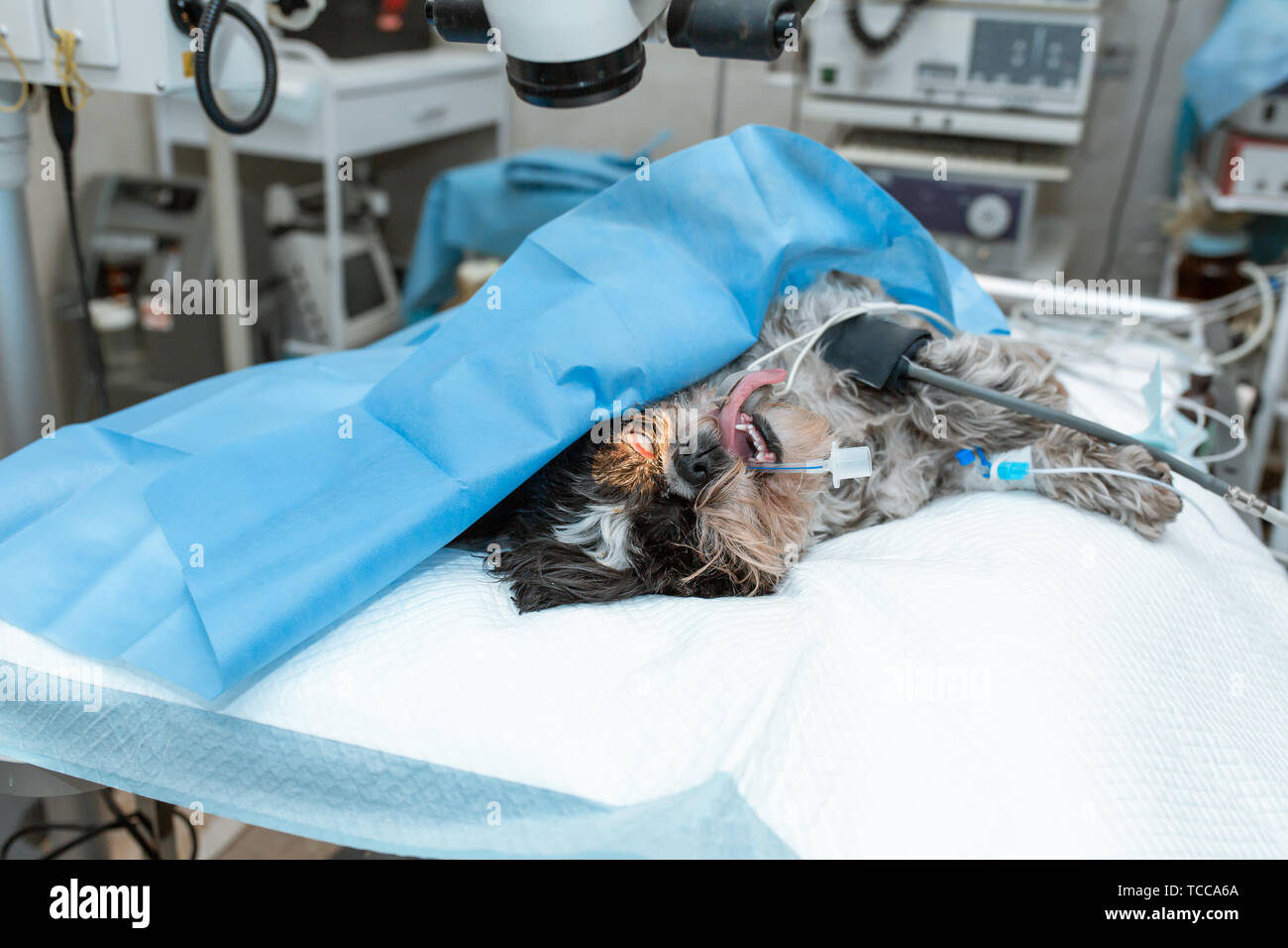 Dog under anesthesia lie on operating table in operating room. Dog ...