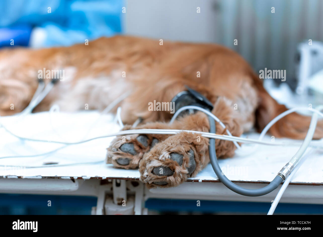 Anesthetized dog hi-res stock photography and images - Alamy