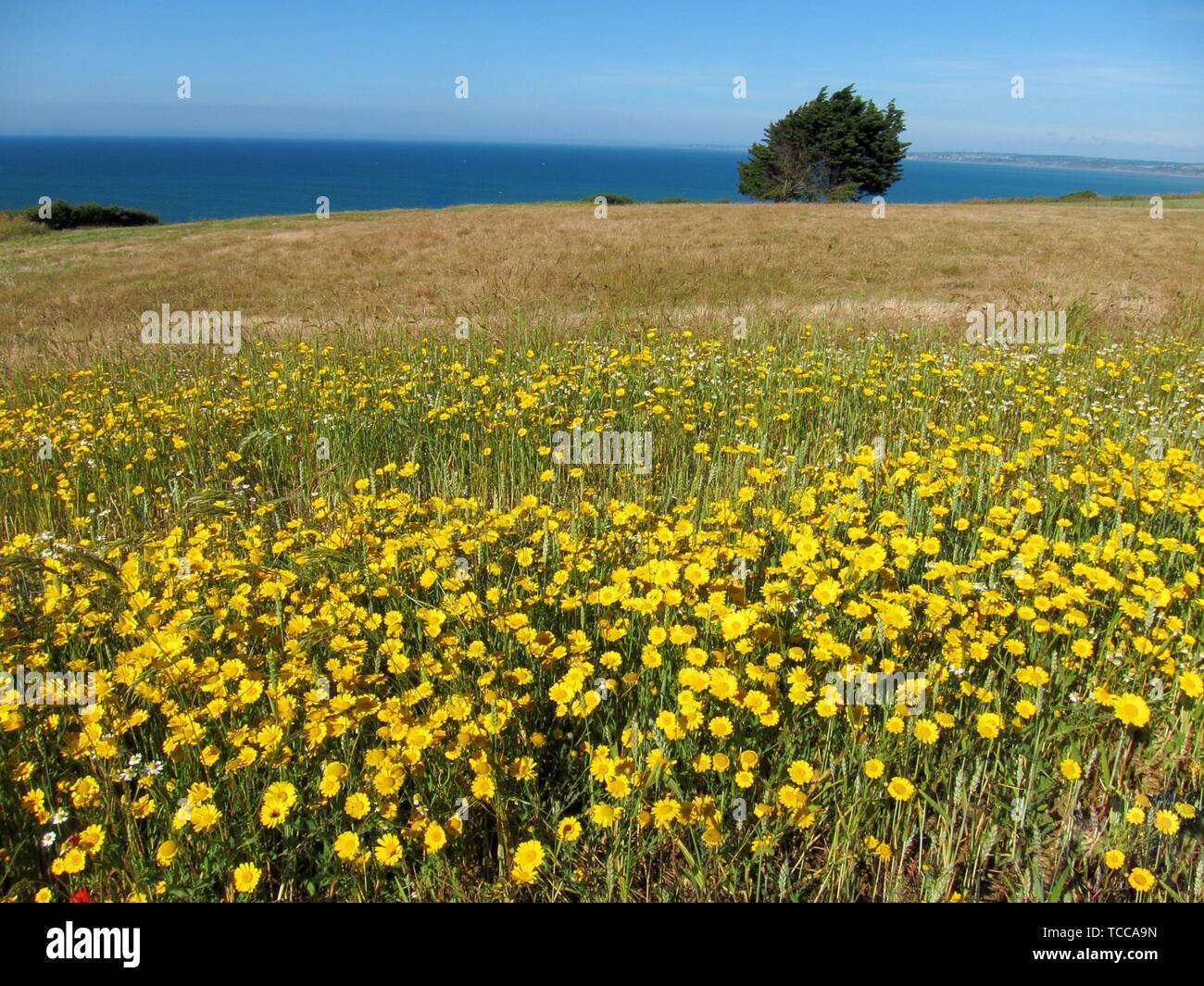 Yellow Corn Daisy High Resolution Stock Photography and Images - Alamy