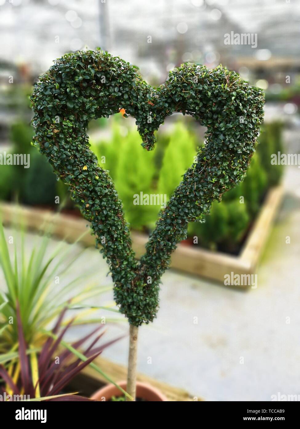 Beautiful heart shaped leaf hi-res stock photography and images - Alamy