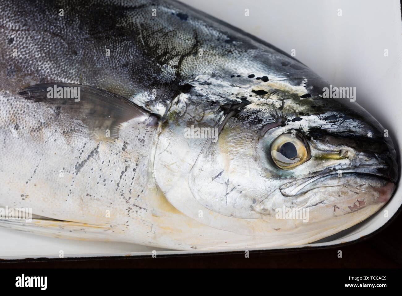 Lampuki hi-res stock photography and images - Alamy