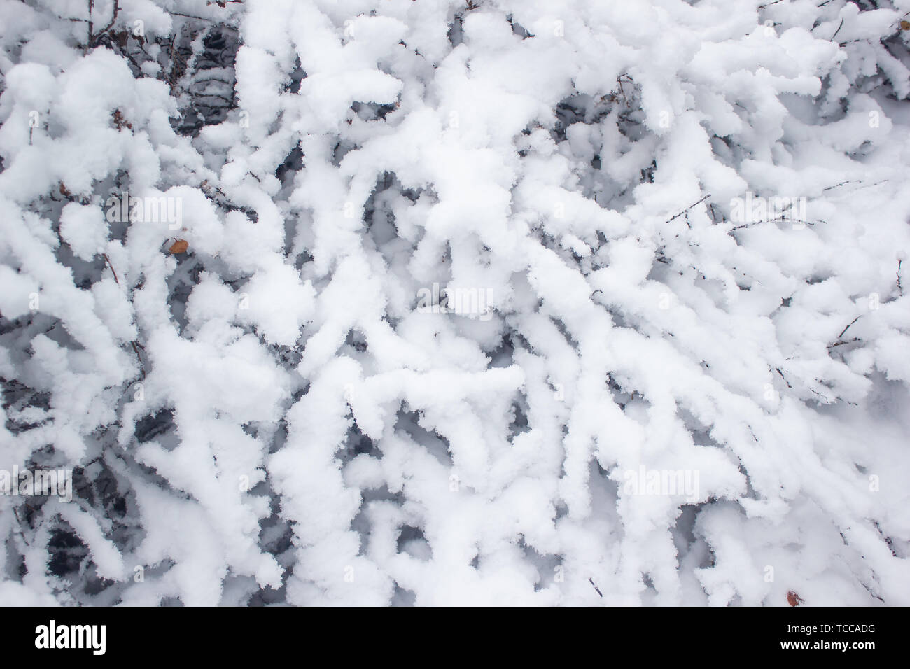 Fluffy snow on branches and autumn grass. First snowfall in forest ...