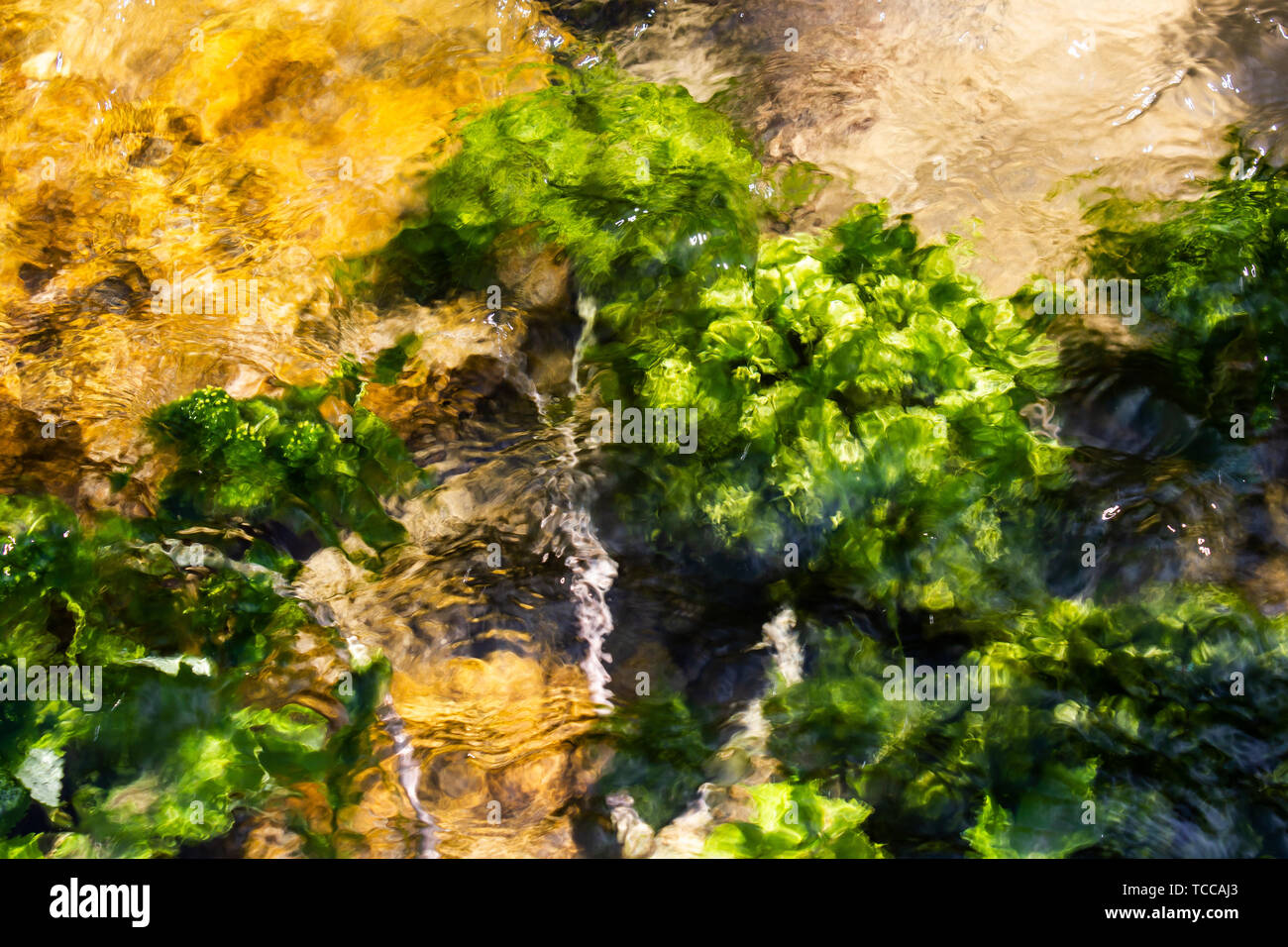 Green algae under water of mountain river Stock Photo - Alamy