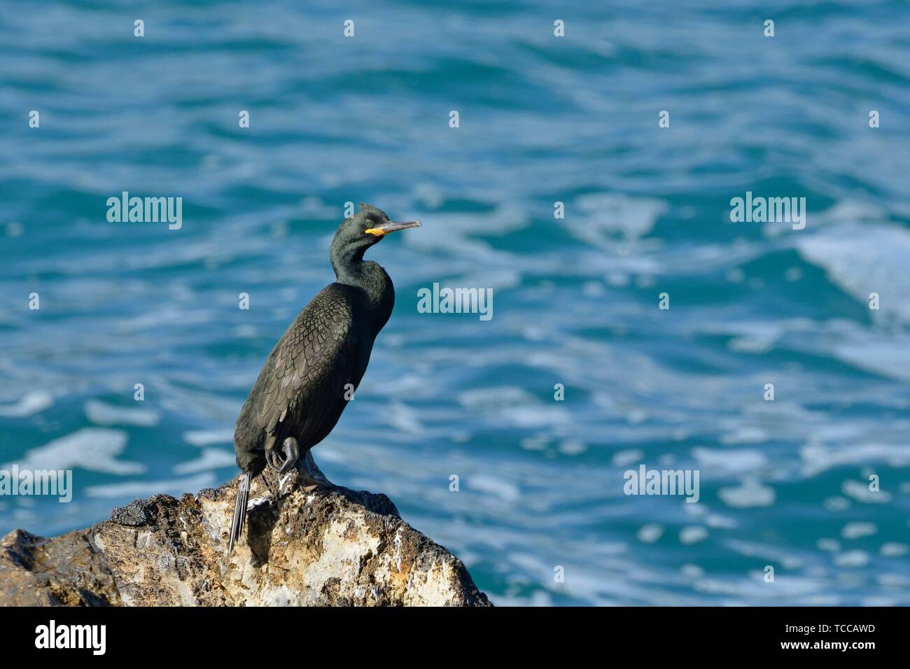 Blue Shag High Resolution Stock Photography and Images - Alamy