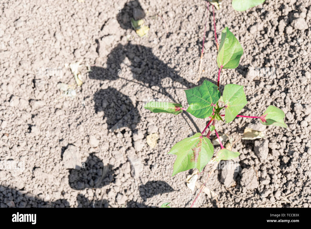 Cotton plant india hi-res stock photography and images - Alamy
