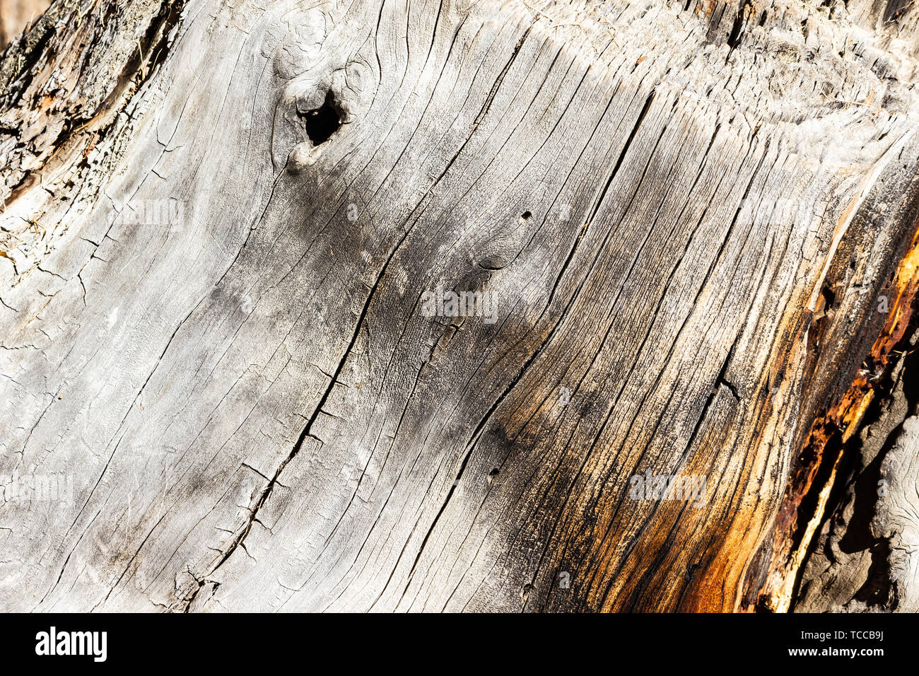 Tree stump without bark hi-res stock photography and images - Alamy