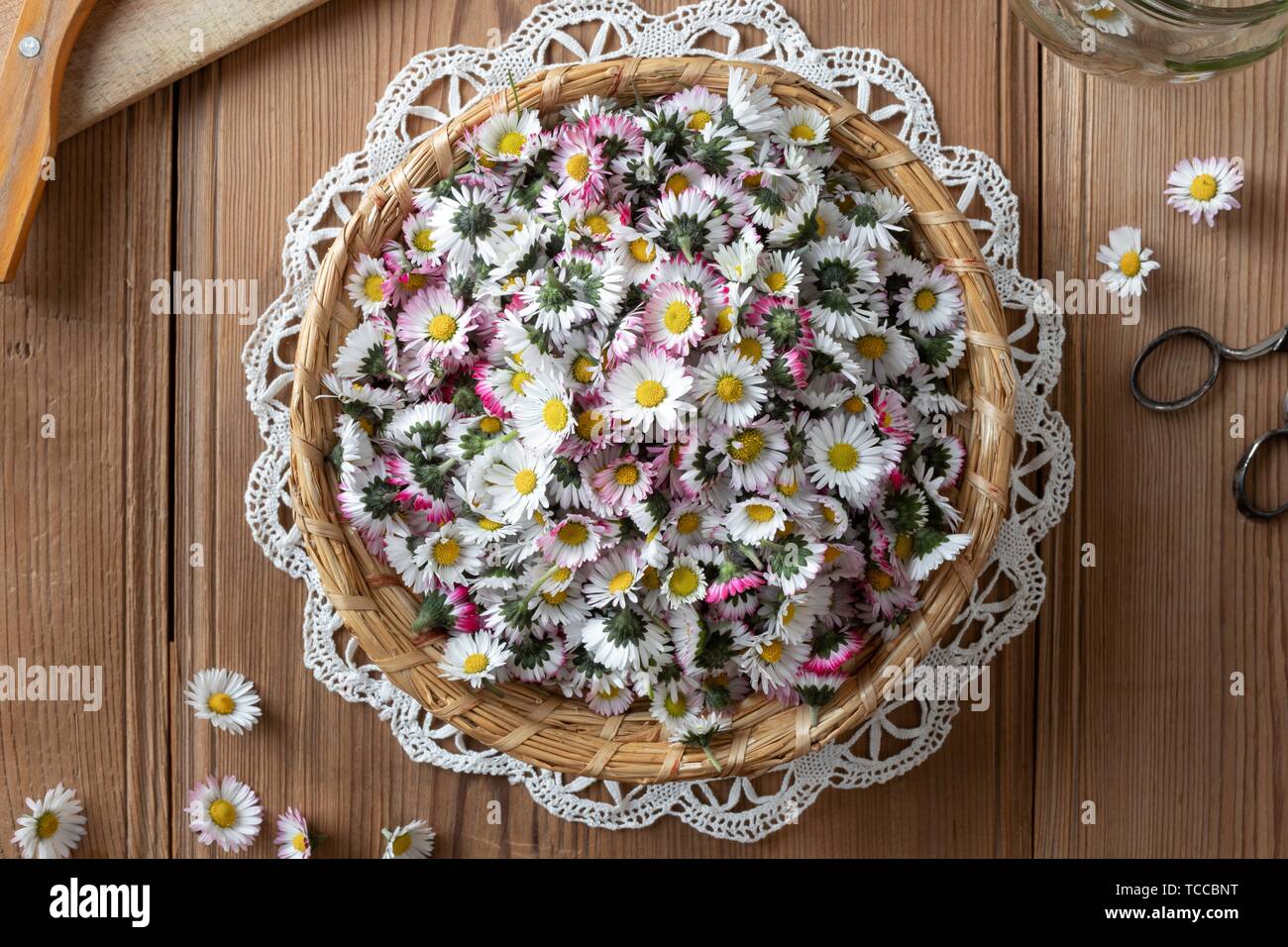 Daisy view from above hi-res stock photography and images - Alamy