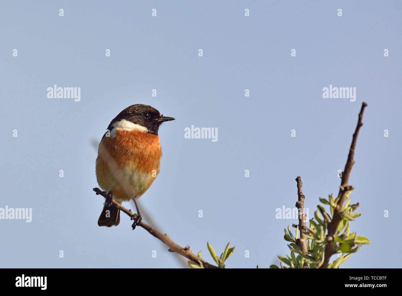 Male african stonechat hi-res stock photography and images - Alamy