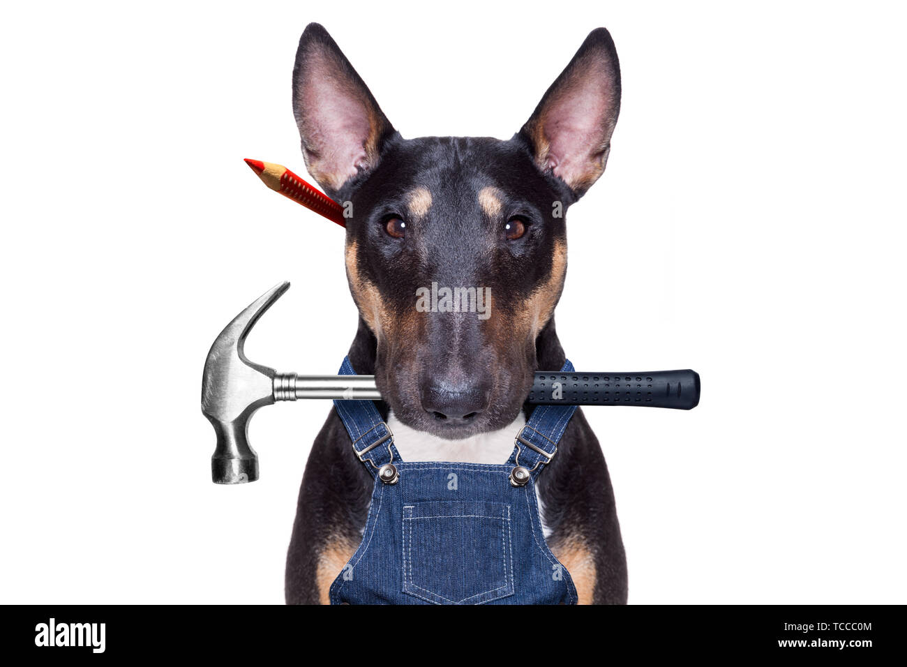 handyman pit bull terrier dog worker with work tool in mouth, ready to ...