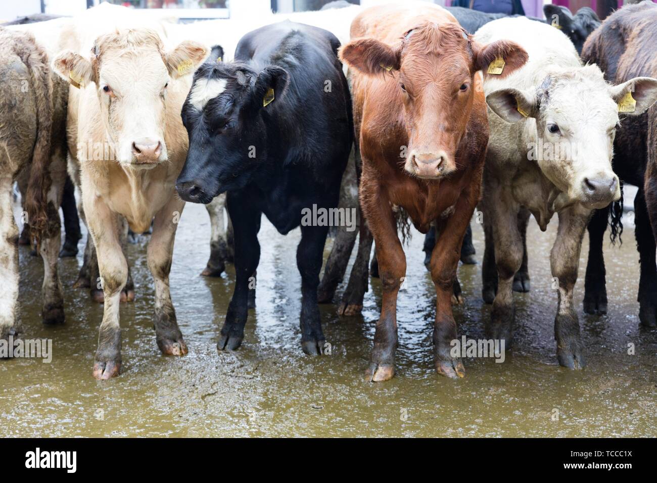 Livestock product hi-res stock photography and images - Alamy