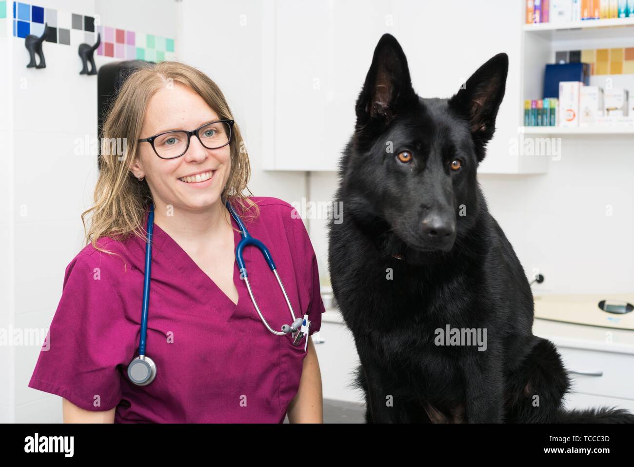Hospital dog hi-res stock photography and images - Alamy