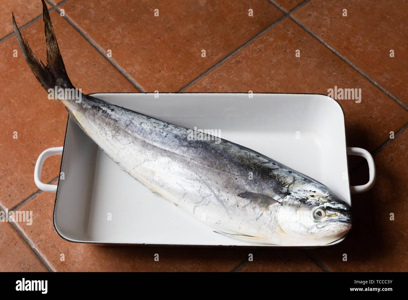 Lampuga hi-res stock photography and images - Alamy