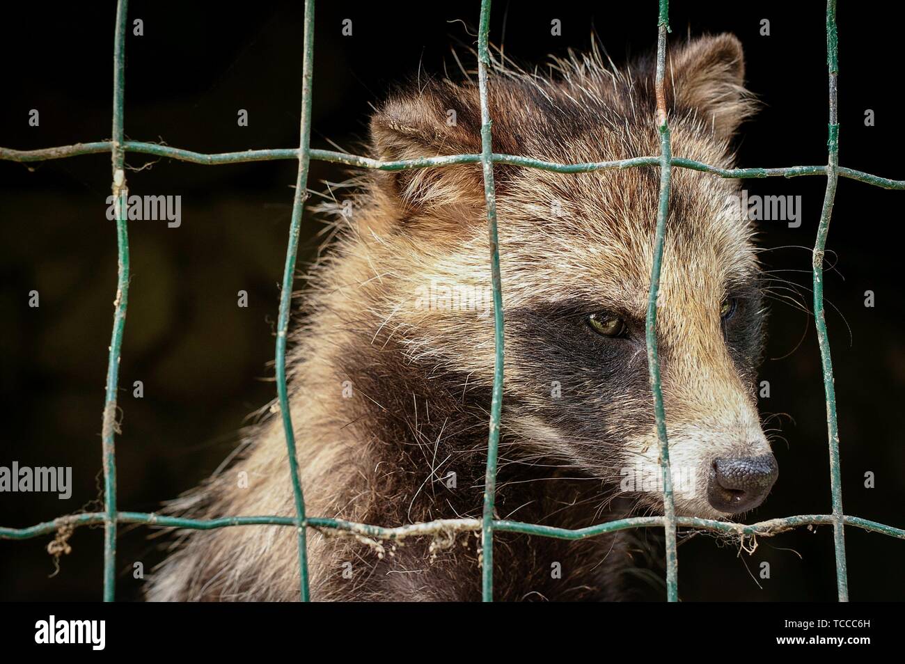 Nyctereutes procyonoides hi-res stock photography and images - Alamy