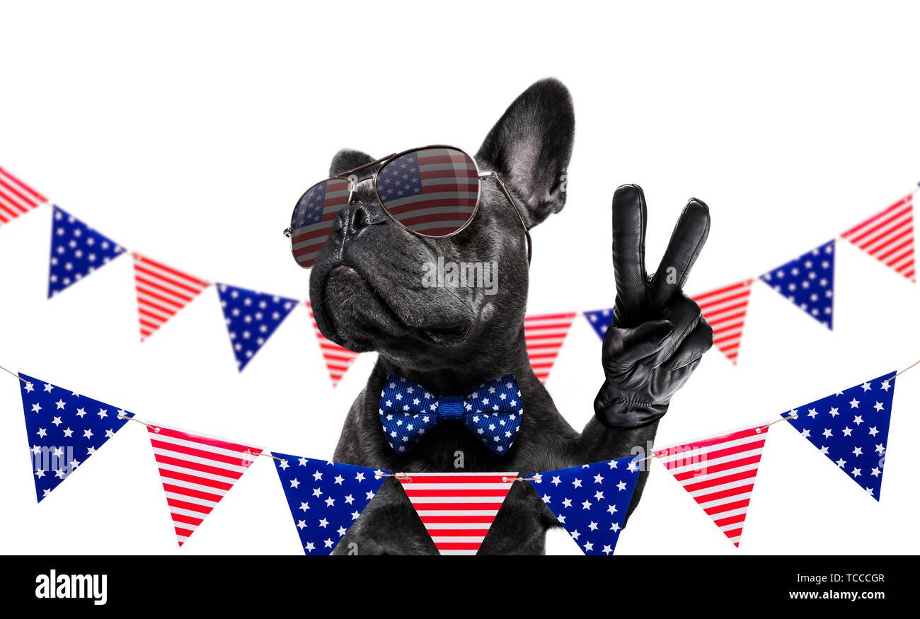 french bulldog waving a flag of usa and victory or peace fingers on ...