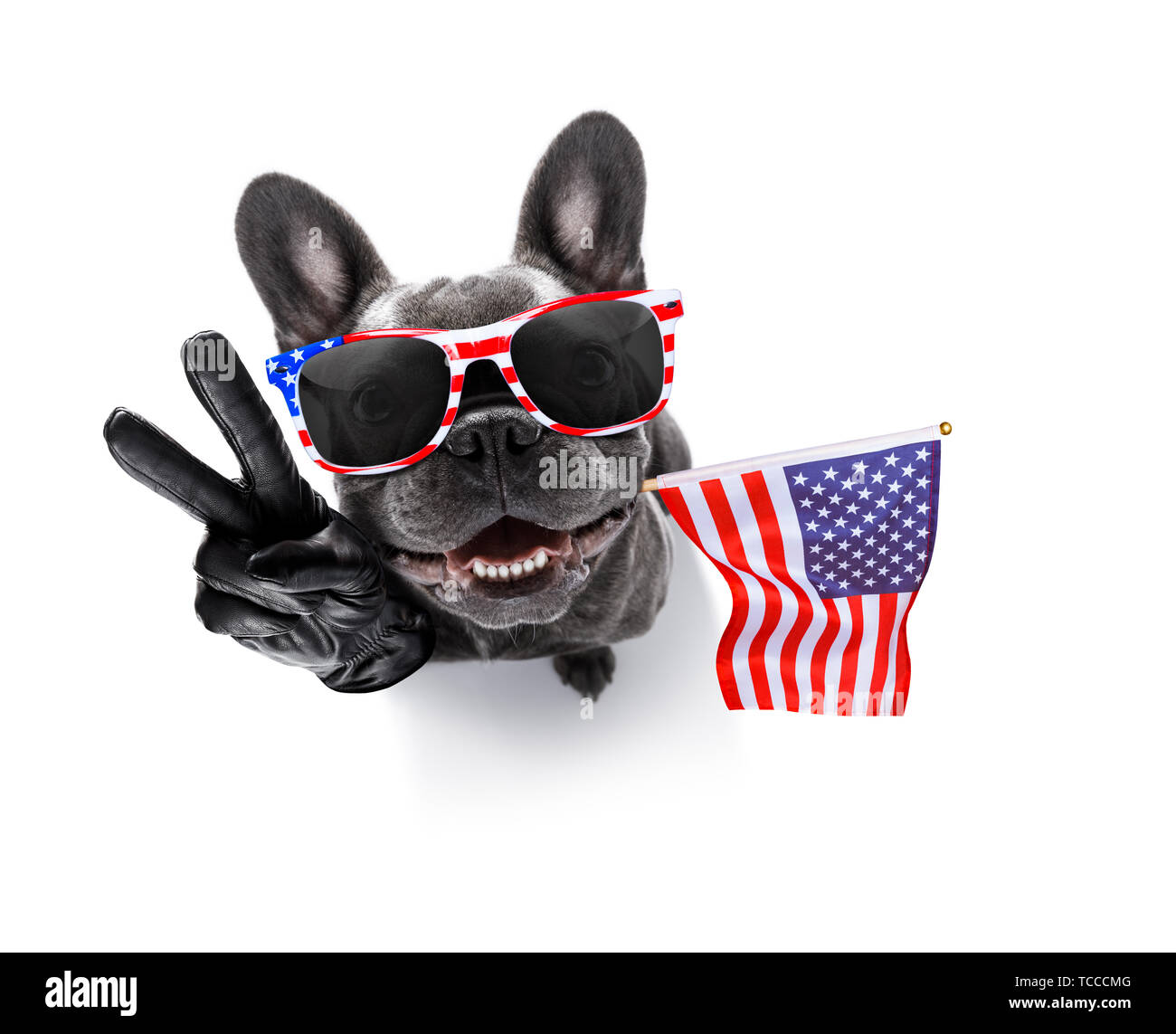 french bulldog waving a flag of usa and victory or peace fingers on ...